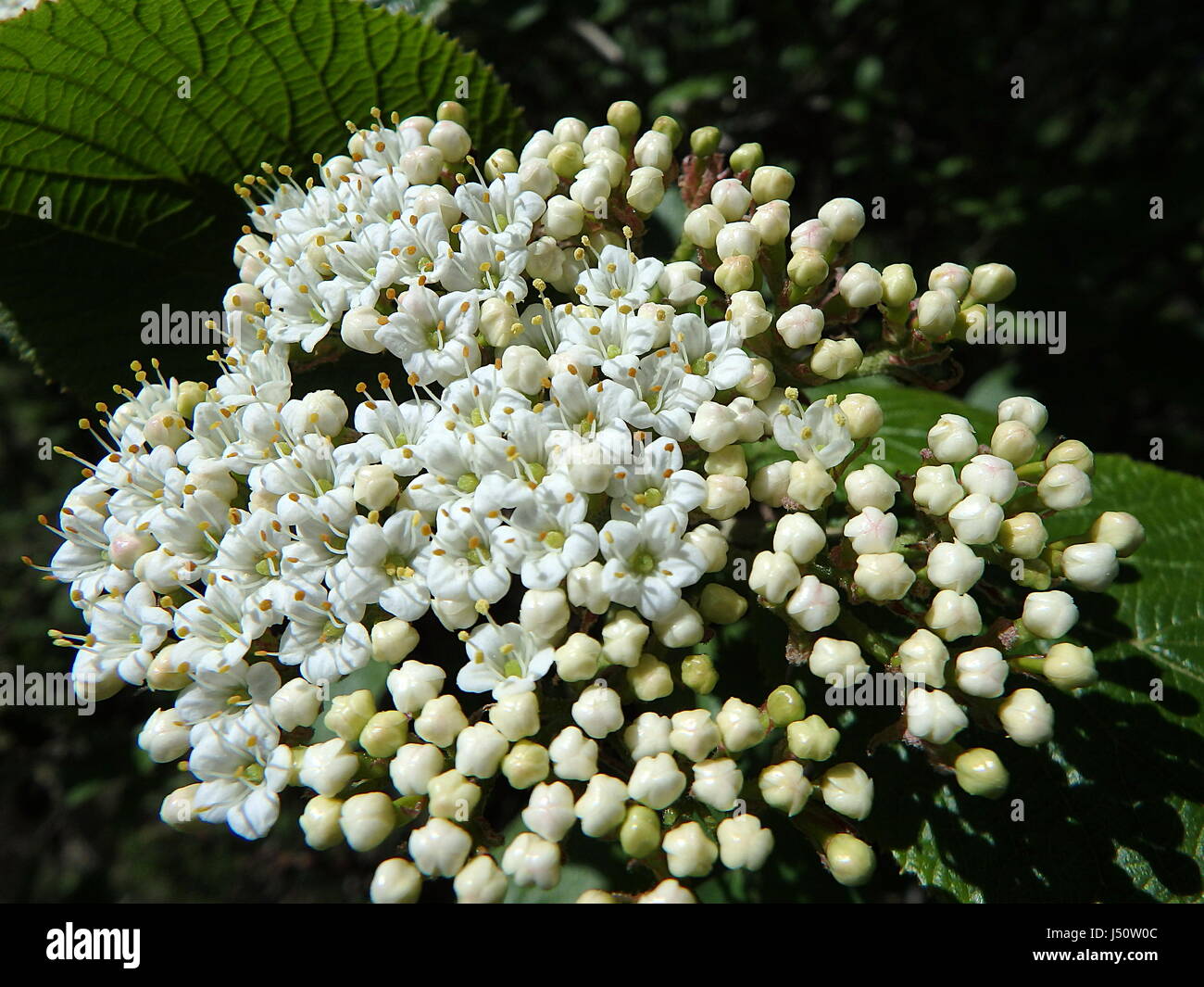 Blooming Wayfaring Tree,(Viburnum lantana Stock Photo - Alamy