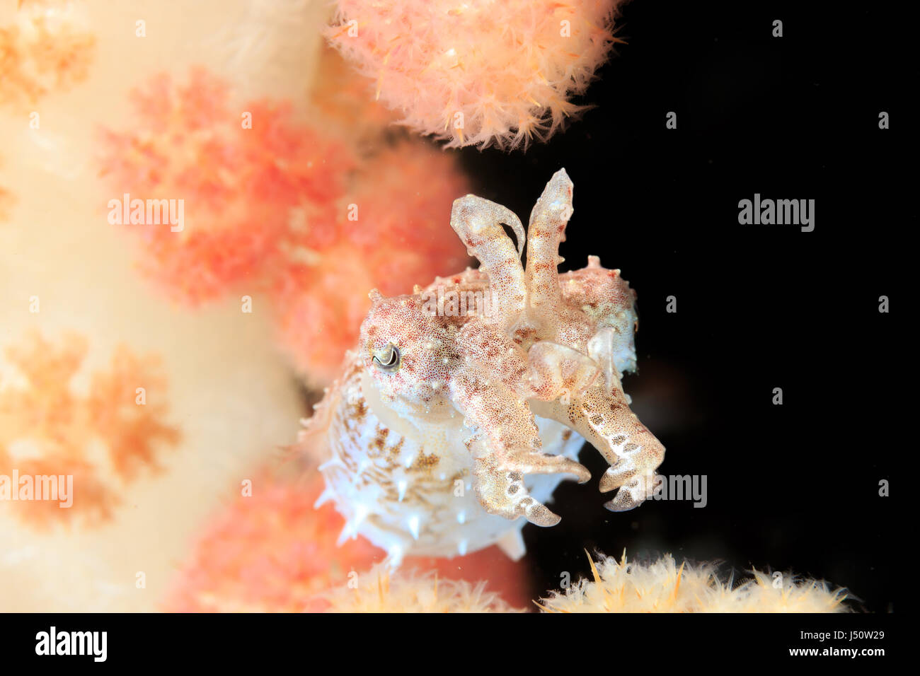 A tiny Crinoid Cuttlefish hiding amongst soft coral on a reef Stock ...
