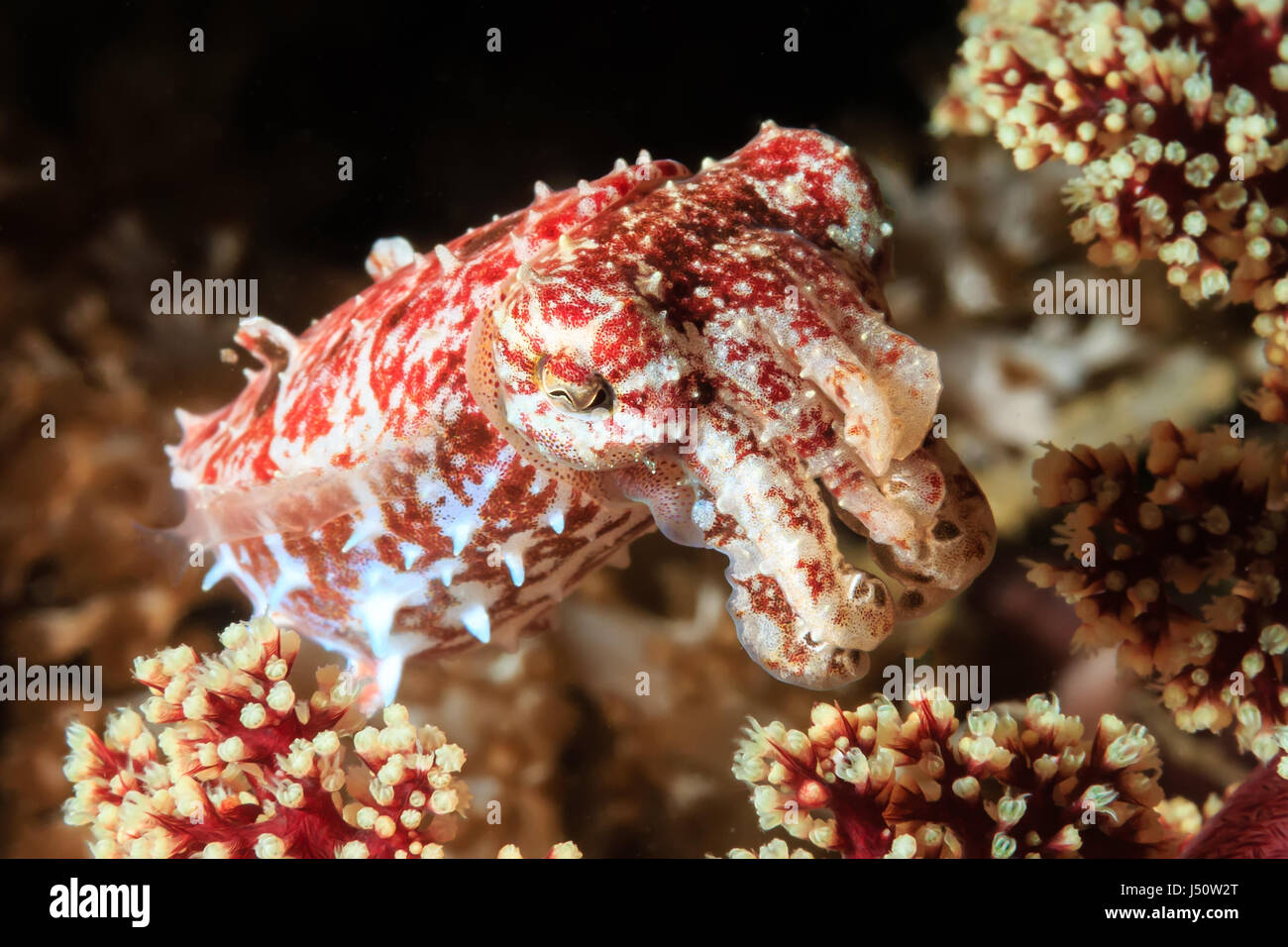 A tiny Crinoid Cuttlefish hiding amongst soft coral on a reef Stock ...