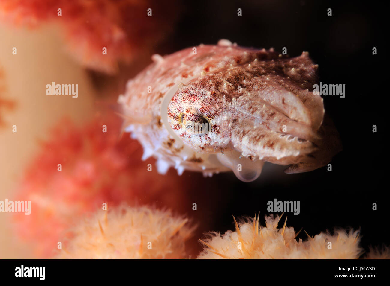 A tiny Crinoid Cuttlefish hiding amongst soft coral on a reef Stock ...