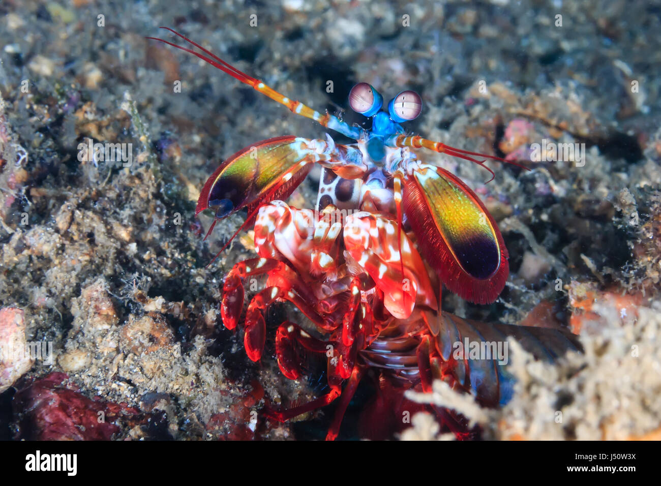 Brightly colored Peacock Mantis Shrimp on a tropical coral reef Stock ...