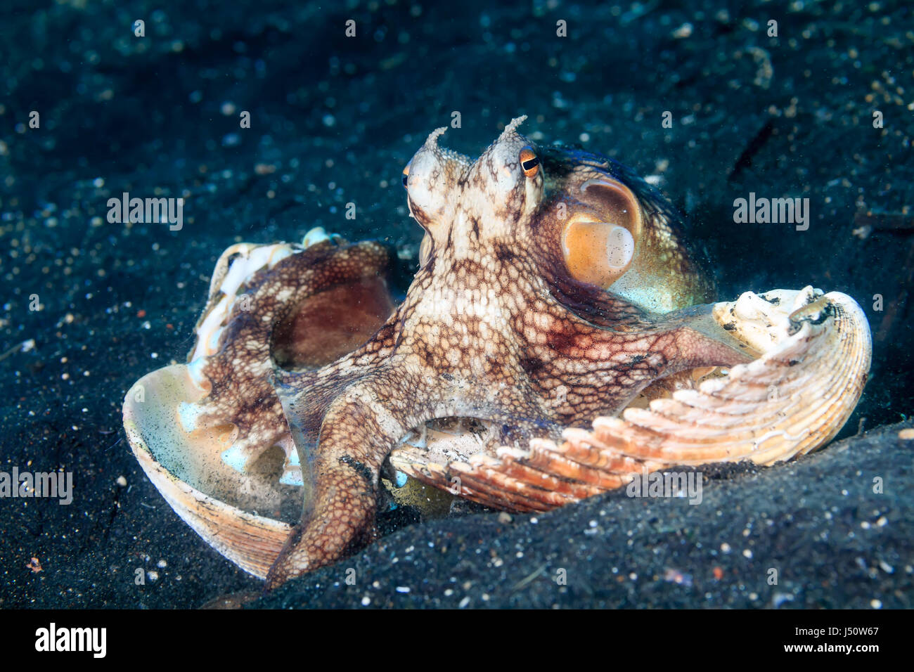 Octopus in a coconut shell hi-res stock photography and images - Alamy