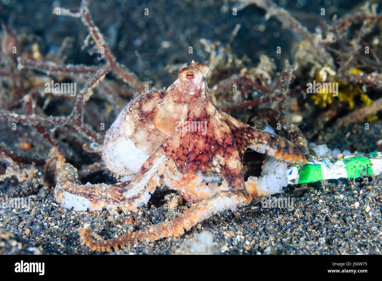 A long arm octopus crawls across garbage on the seabed Stock Photo - Alamy