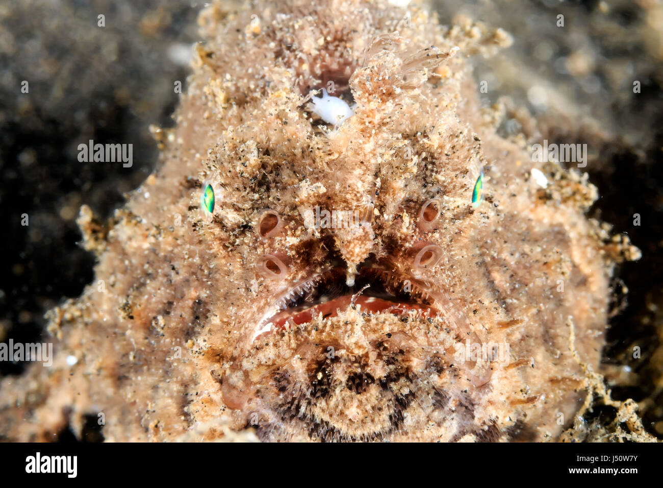Frontal view of a well hidden Hairy Frogfish Stock Photo - Alamy
