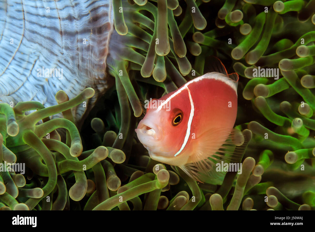 Skunk Clownfish in a green anemone Stock Photo - Alamy