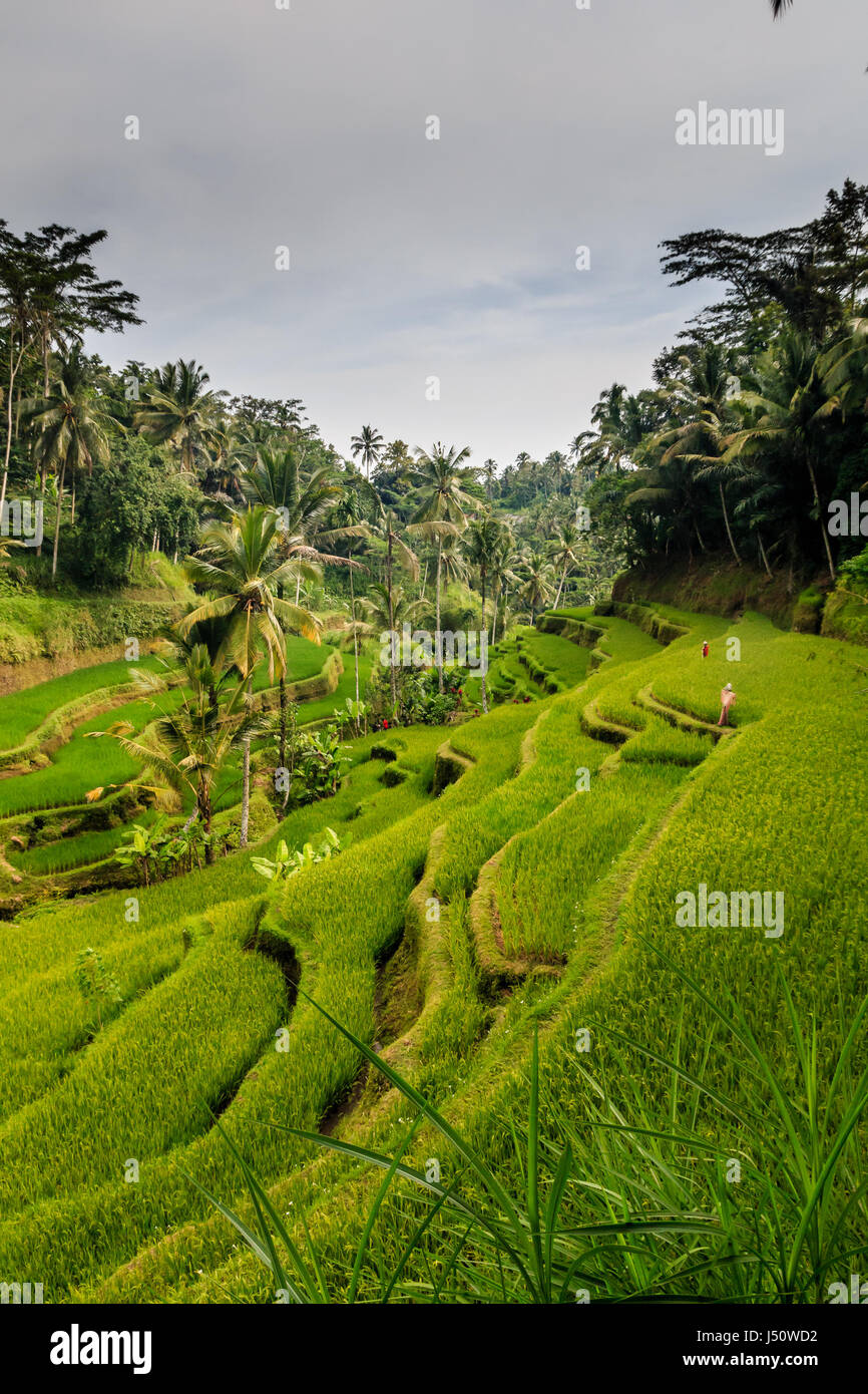Beautiful countryside road in indonesia hi-res stock photography and ...
