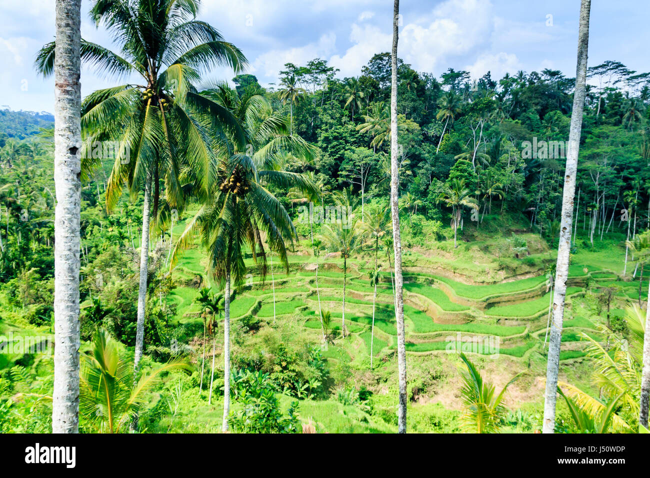Beautiful countryside road in indonesia hi-res stock photography and ...