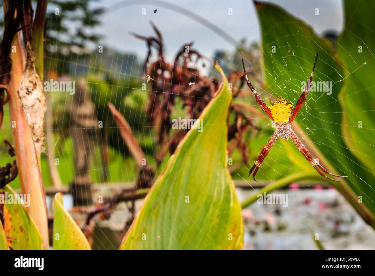 Light colored spider hi-res stock photography and images - Alamy