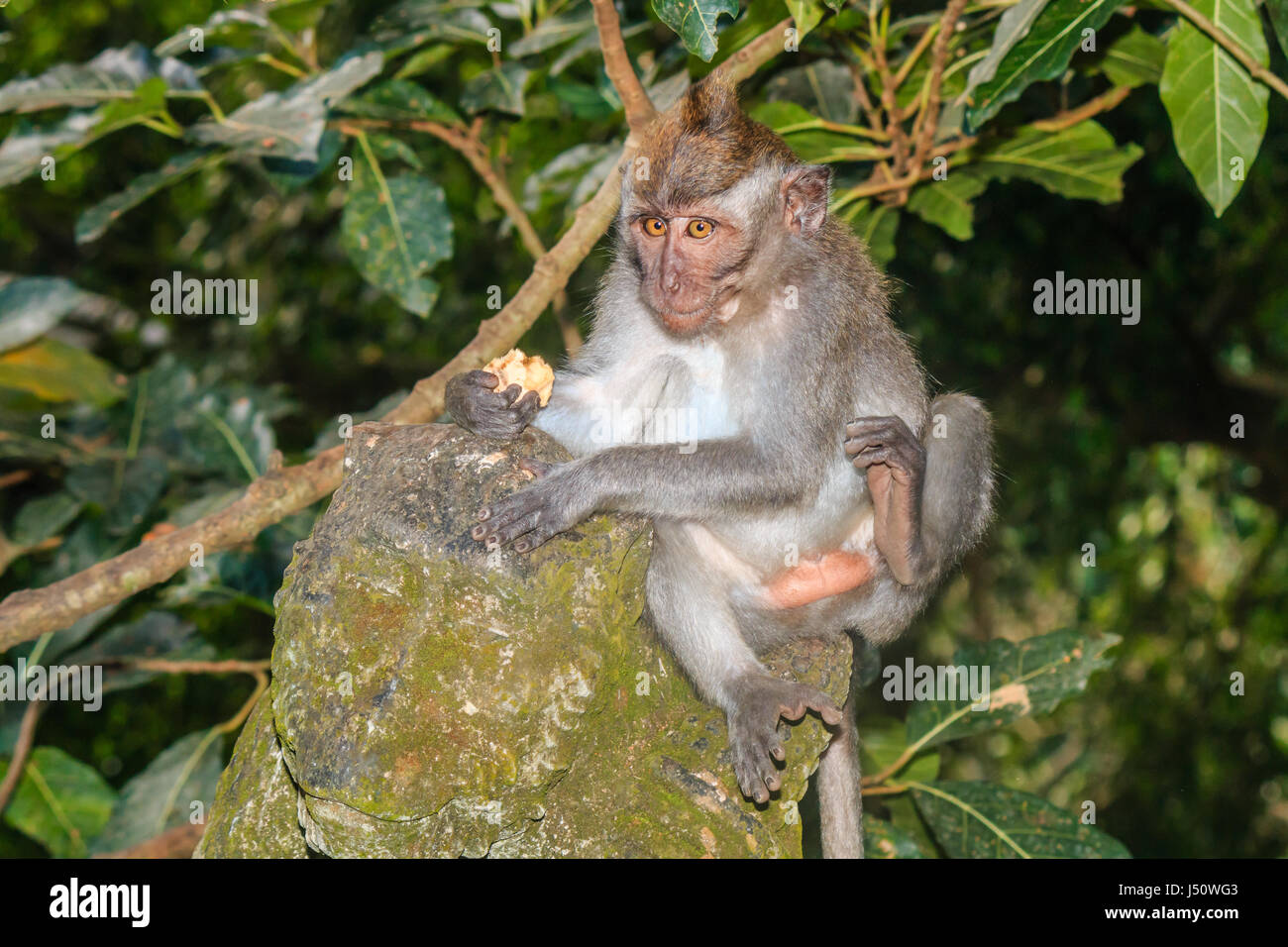 A crab eating macaque monkey perched on a moss covered statue Stock ...