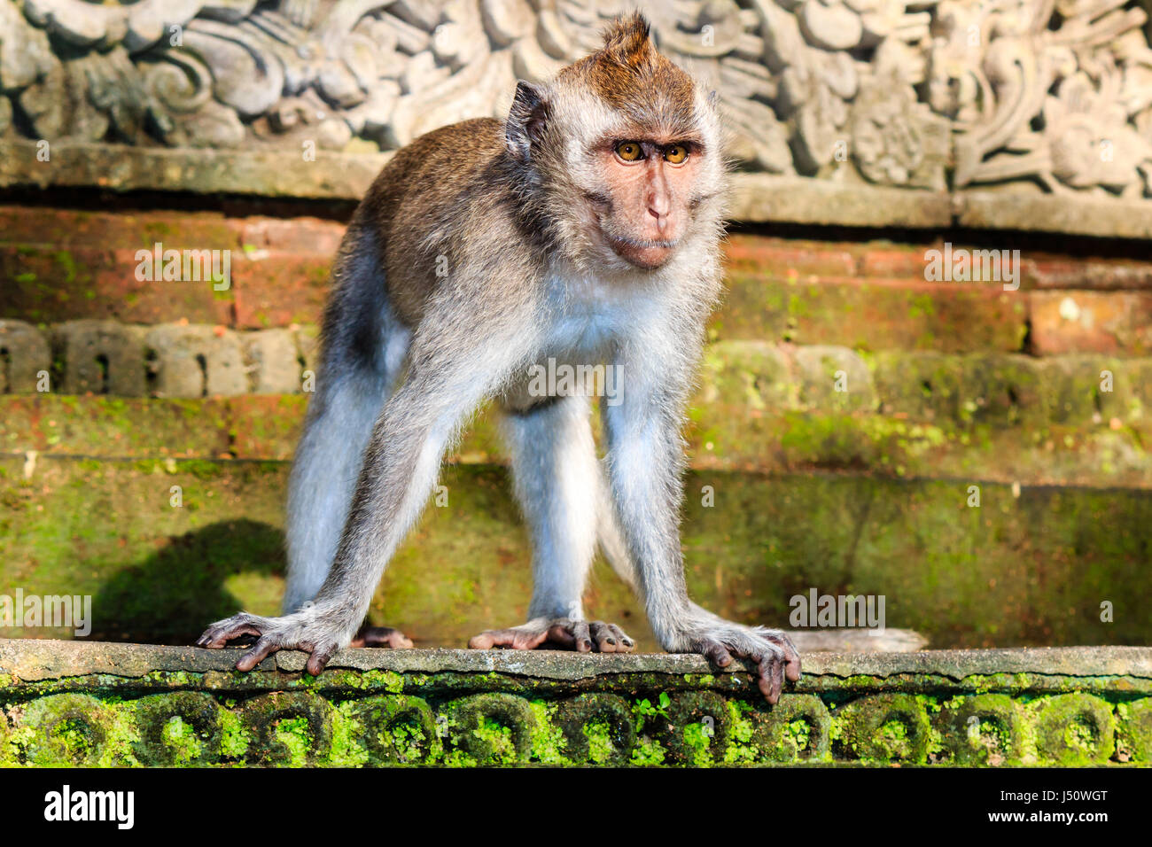 Balinese long-tailed Macaque monkey standing on a temple Stock Photo ...