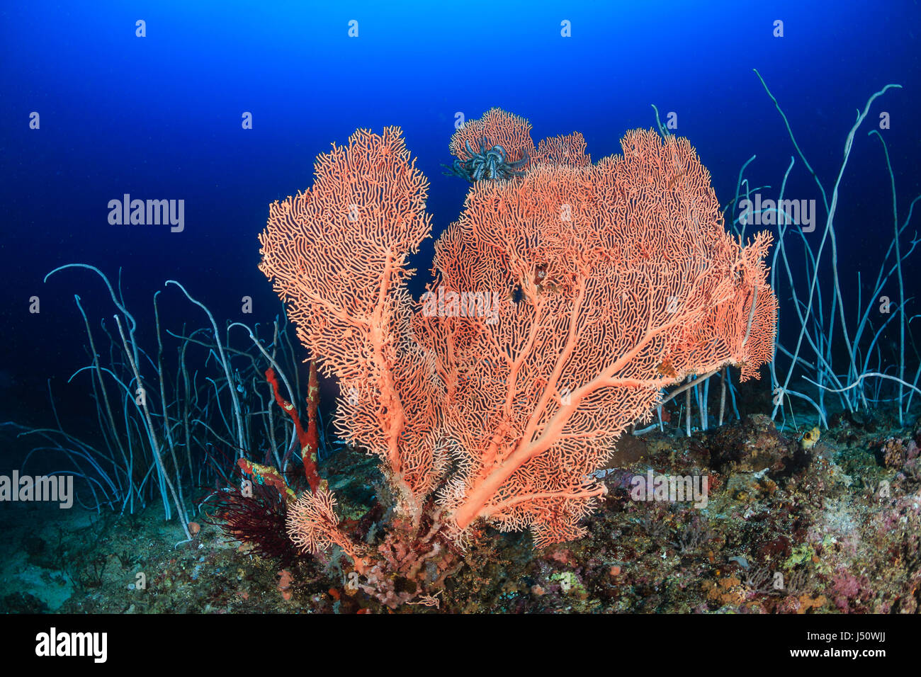 Gorgonian sea whip coral gorgonacea hi-res stock photography and images ...