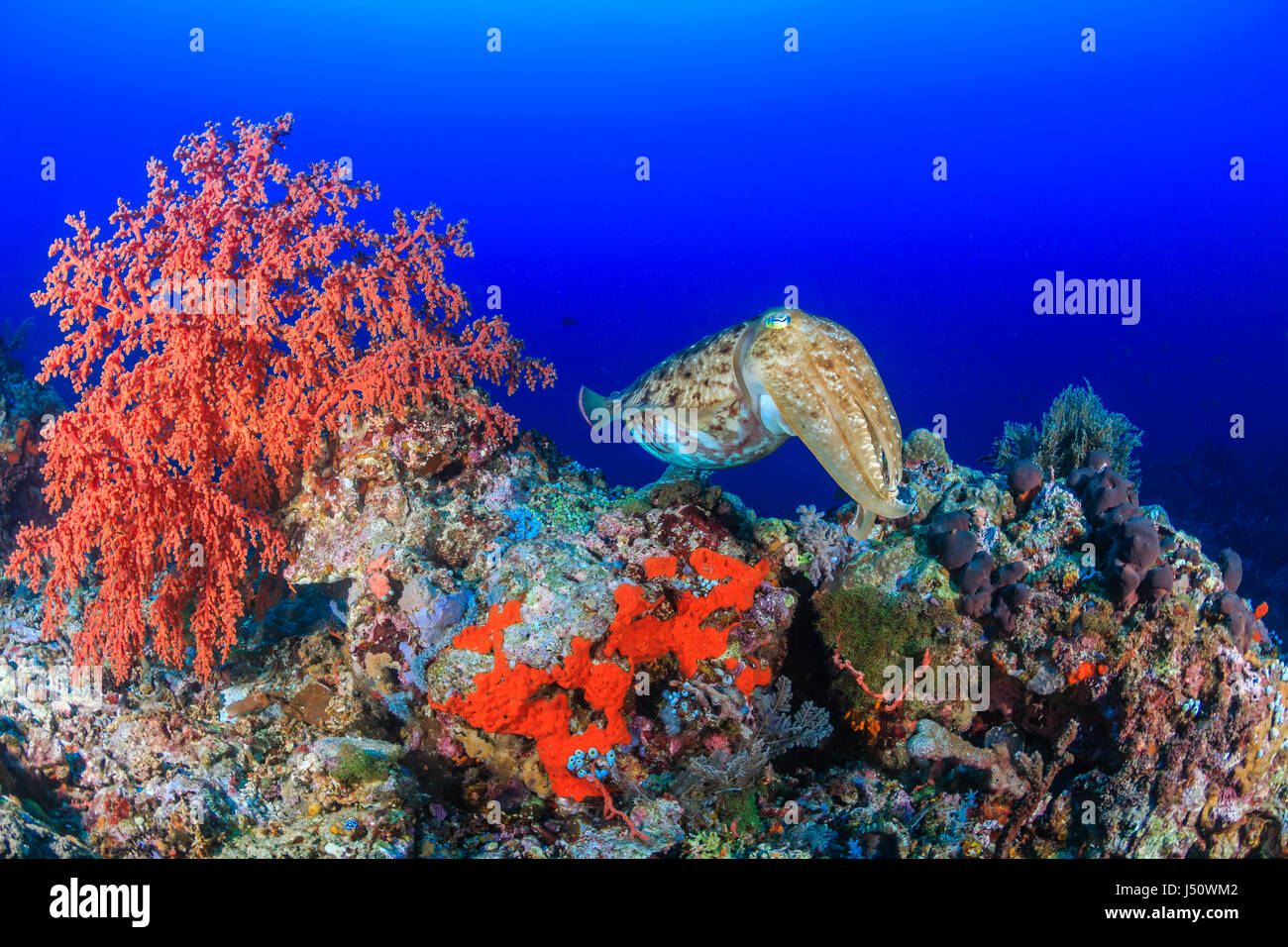 A large Cuttlefish swims across a coral reef Stock Photo - Alamy