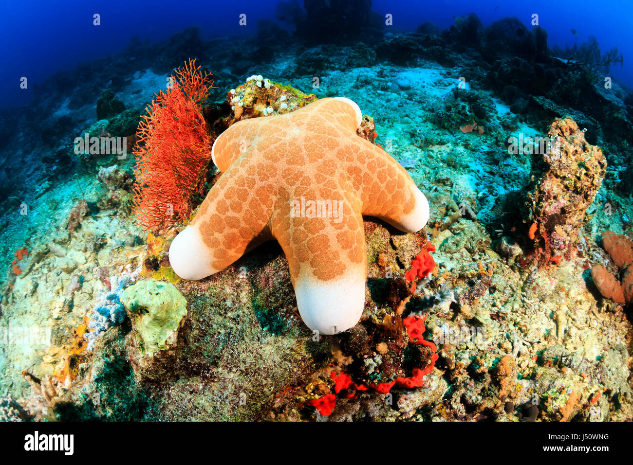 A large starfish sits on the seabed deep underwater Stock Photo - Alamy
