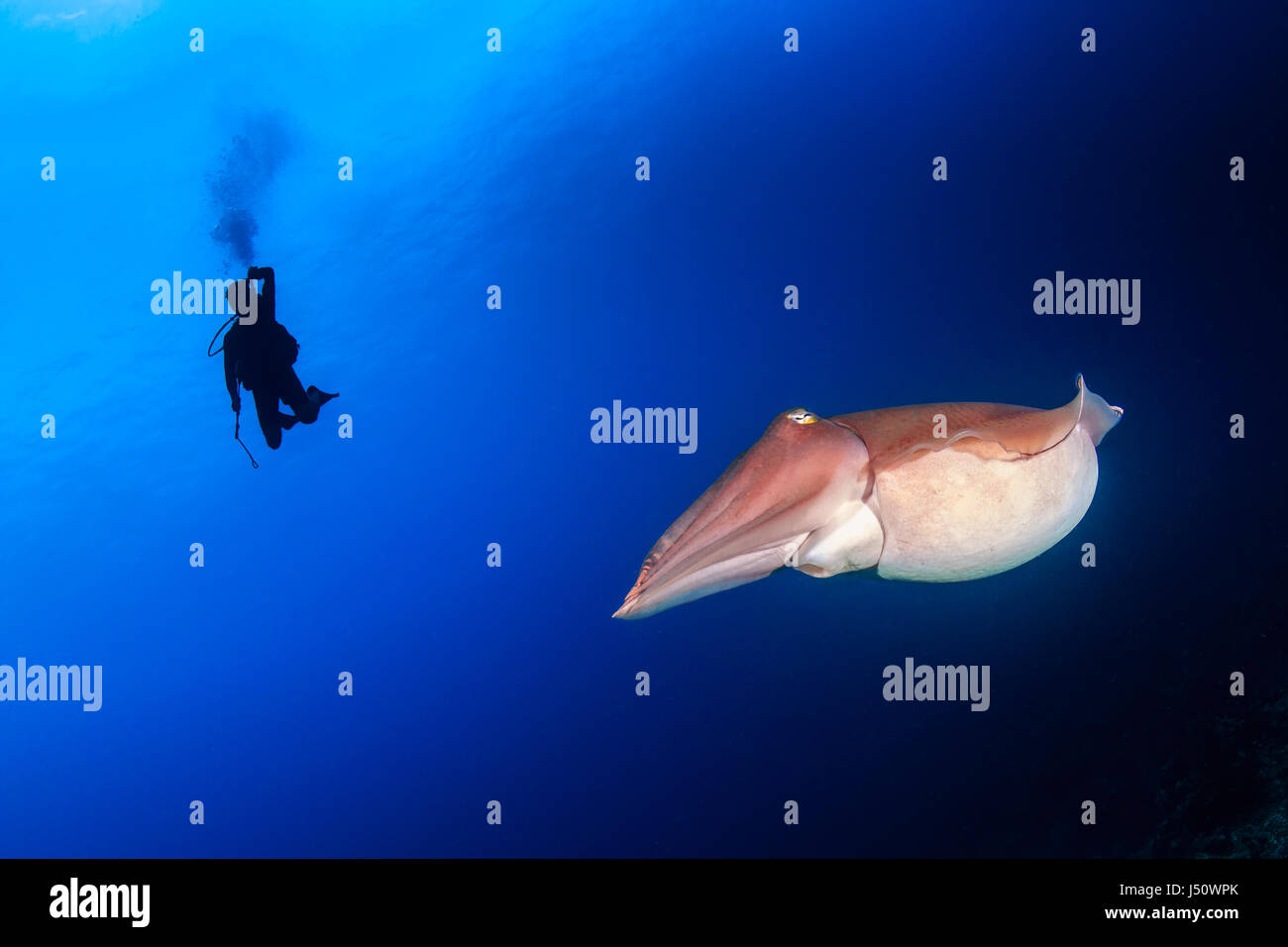 Large Cuttlefish and silhouette of a SCUBA diver in blue water Stock ...