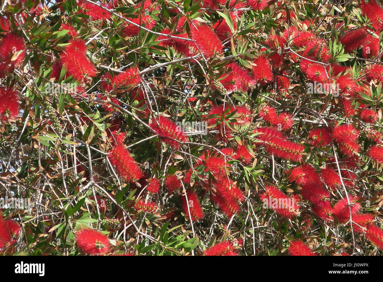 Callistemon species are referred to as bottlebrushes because of their ...