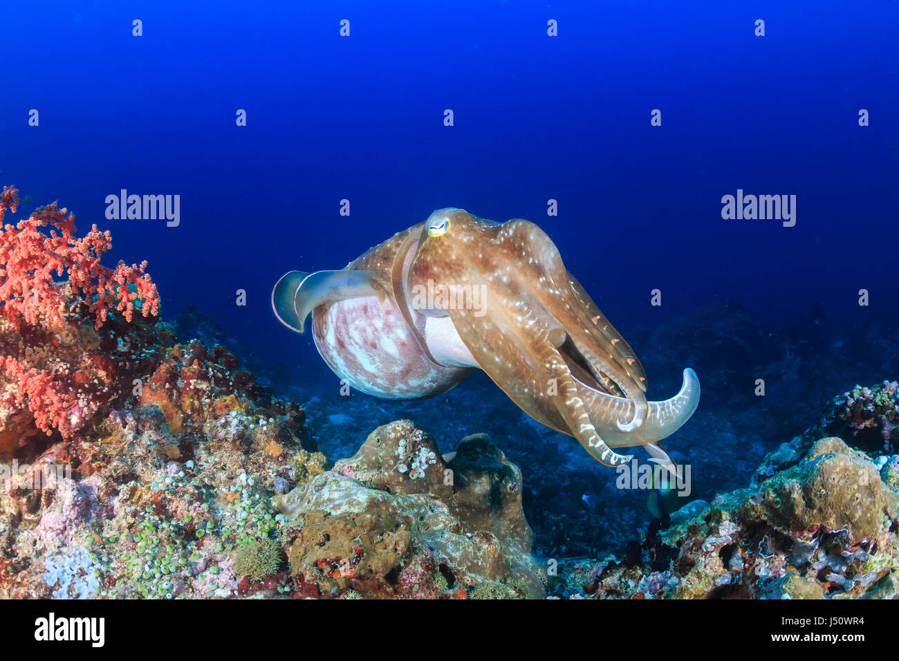 Large Cuttlefish on a coral reef Stock Photo - Alamy
