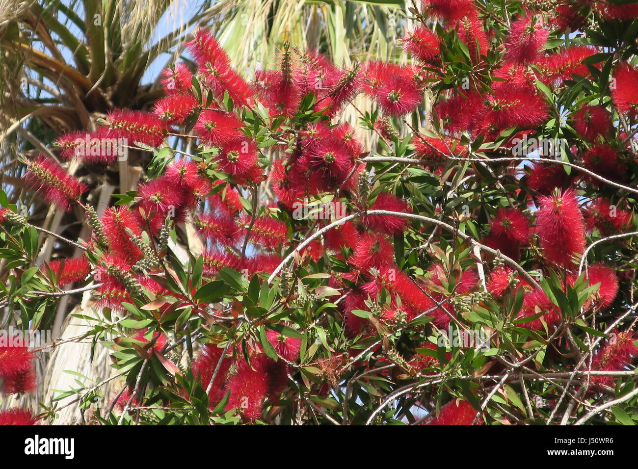 Callistemon species are referred to as bottlebrushes because of their ...