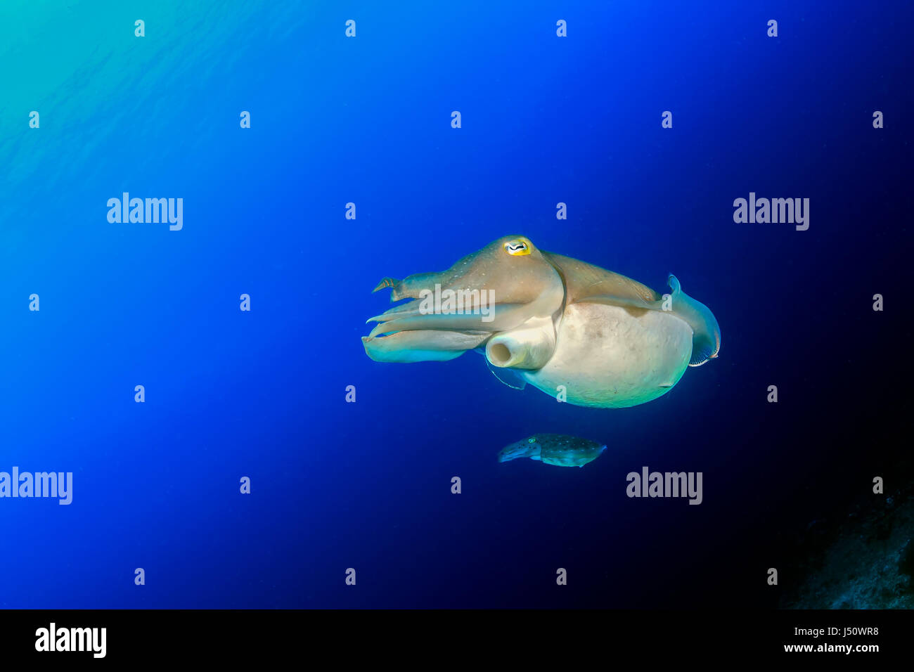 A pair of Cuttlefish swim in blue water Stock Photo - Alamy