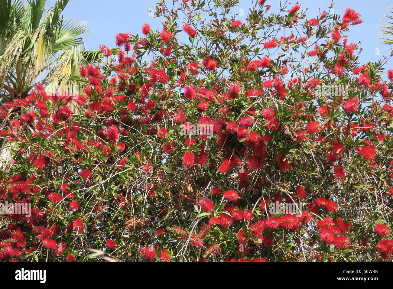 Callistemon species are referred to as bottlebrushes because of their ...