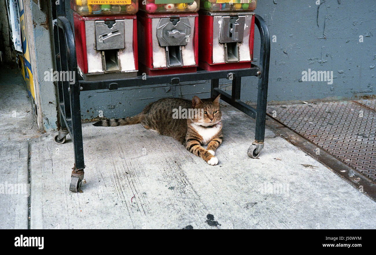 Adorable vending machine hi-res stock photography and images - Alamy