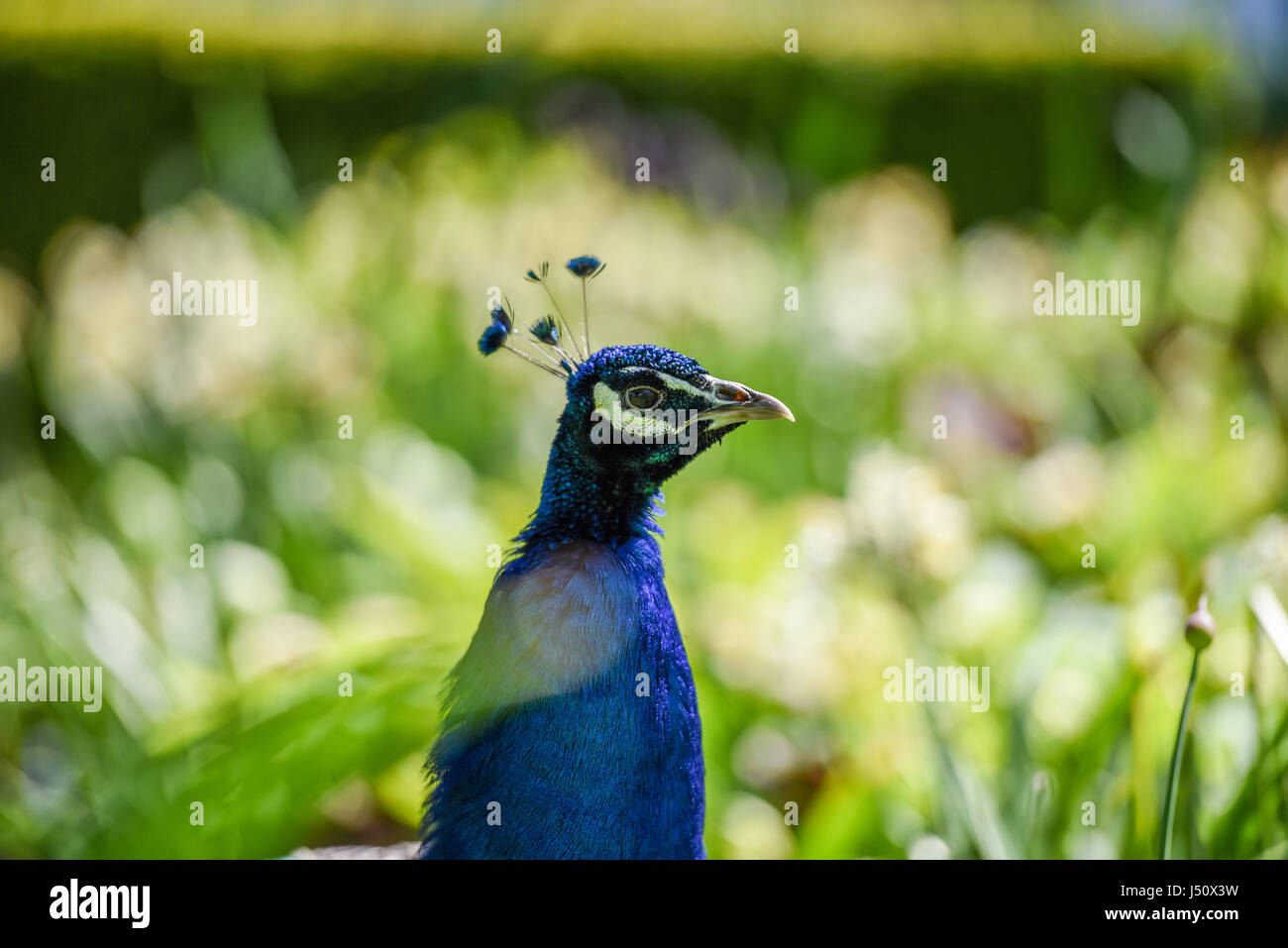 Indian peacock on the green background Stock Photo - Alamy