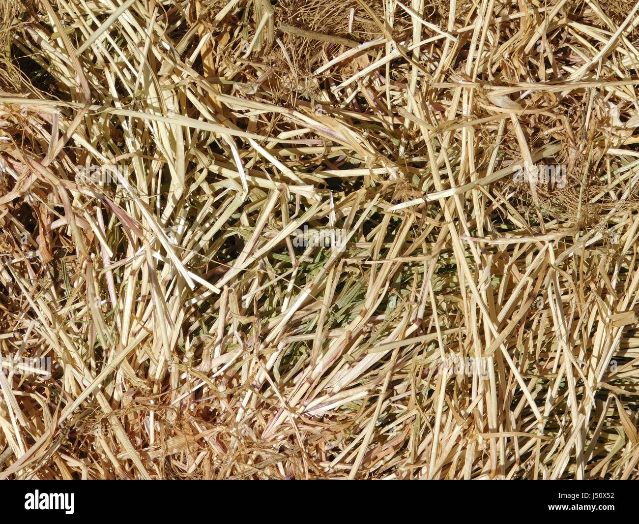 Texture of straw Stock Photo - Alamy