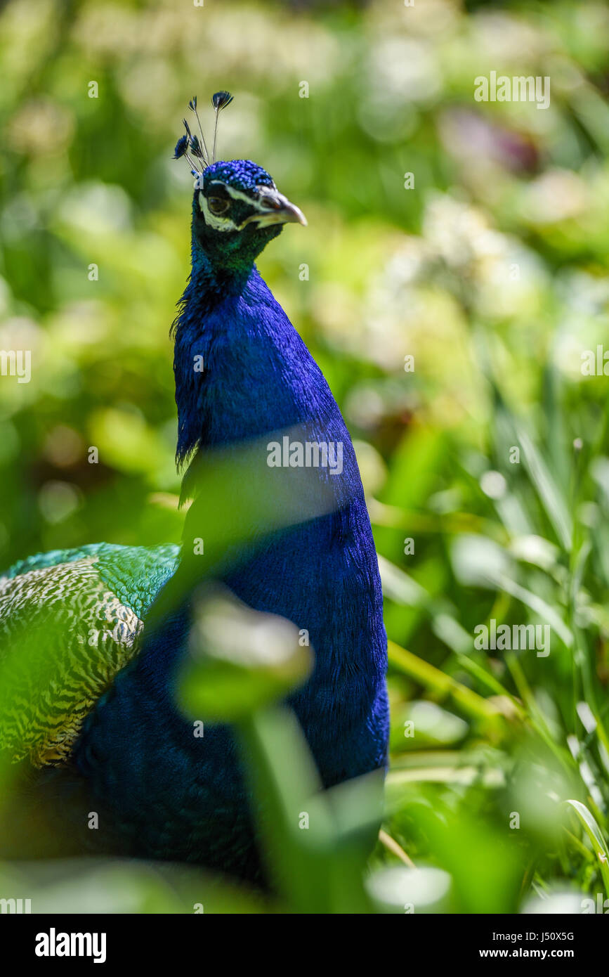 Indian peacock on the green background Stock Photo - Alamy