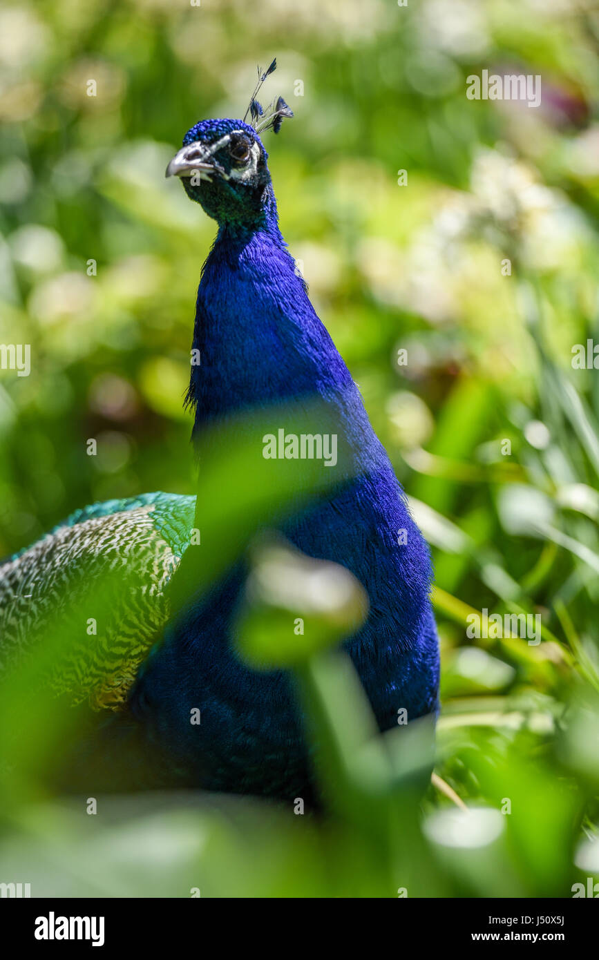 Indian peacock on the green background Stock Photo - Alamy