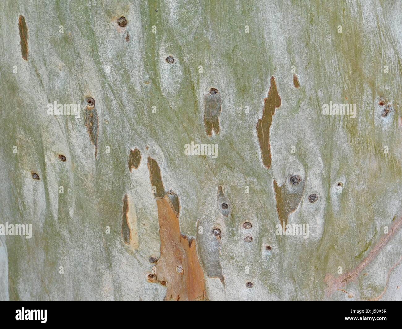 Texture of tree trunk Stock Photo - Alamy