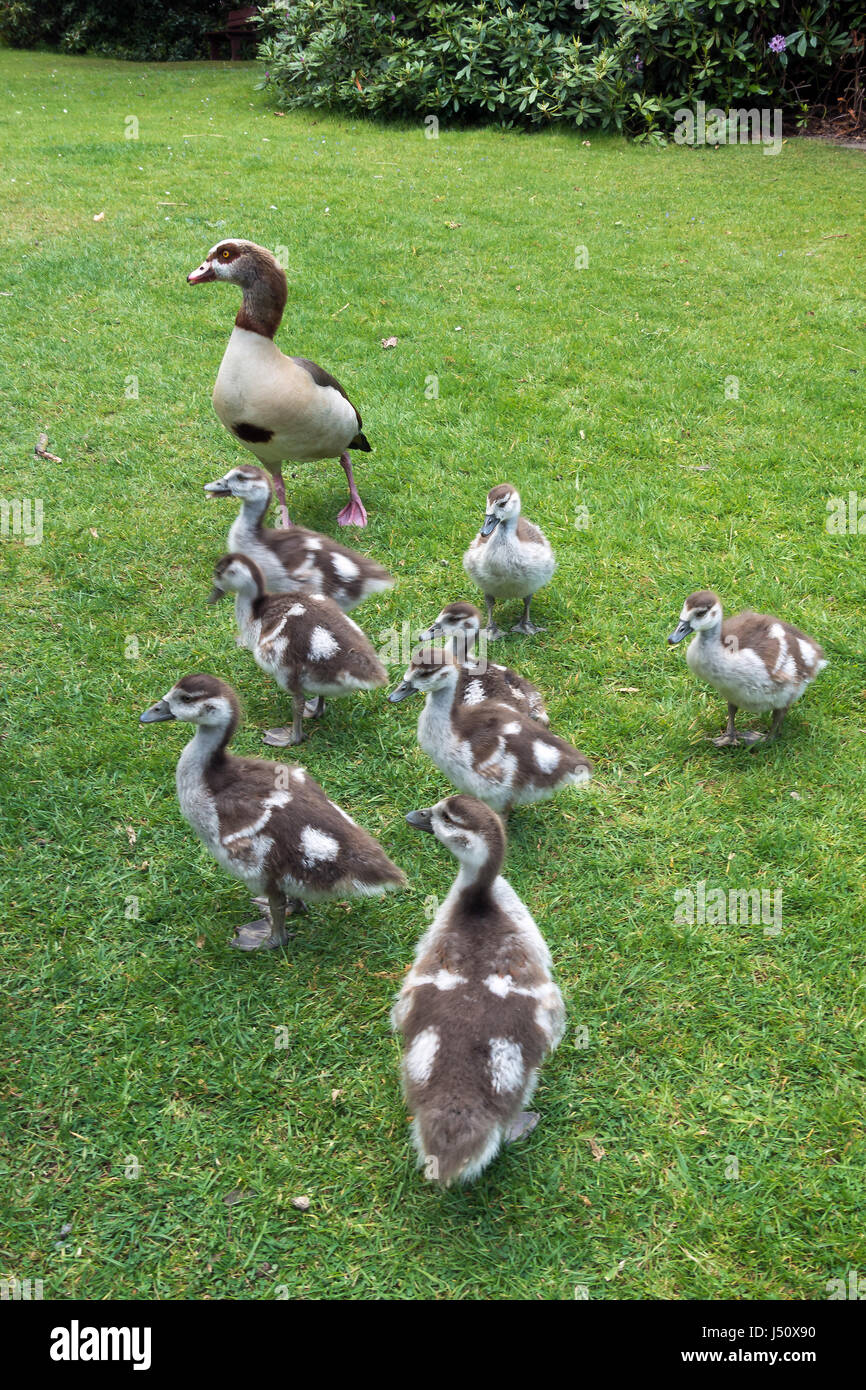 Egyptian Geese (alopochen aegyptiacus) with Goslings Stock Photo - Alamy