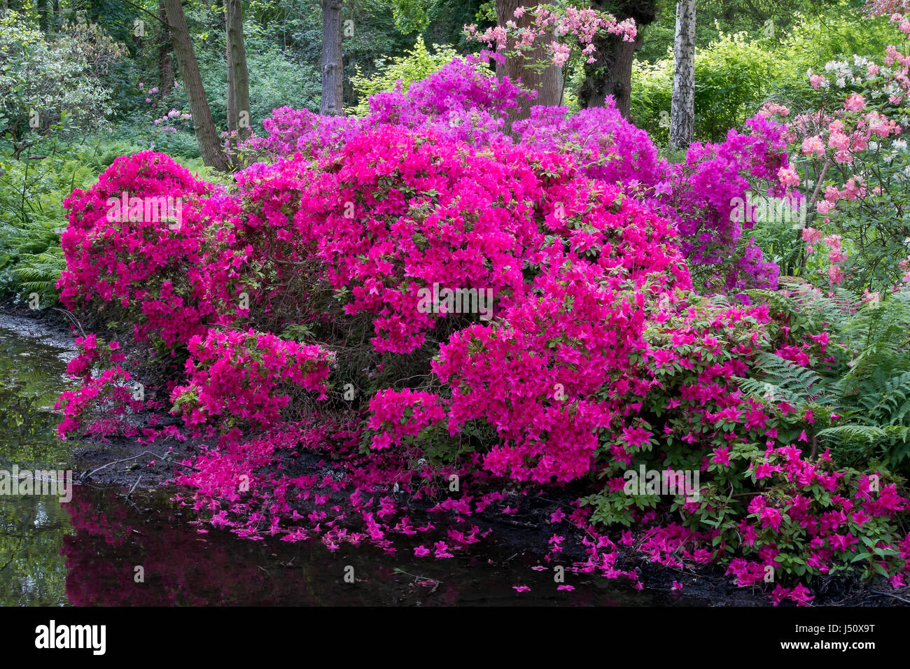 Azaleas in Full Bloom Stock Photo - Alamy
