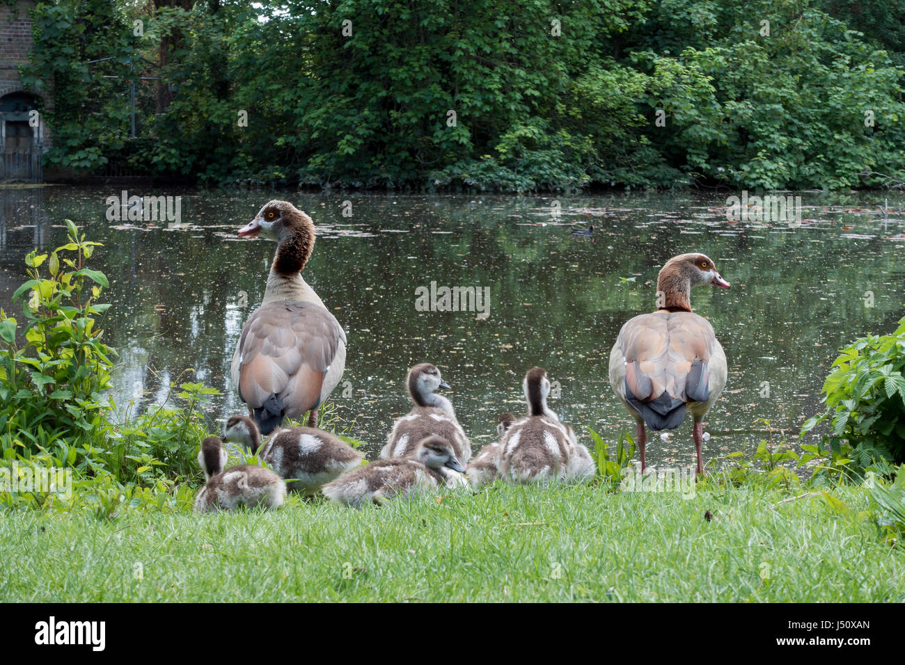 Egyptian Geese (alopochen aegyptiacus) with Goslings Stock Photo - Alamy