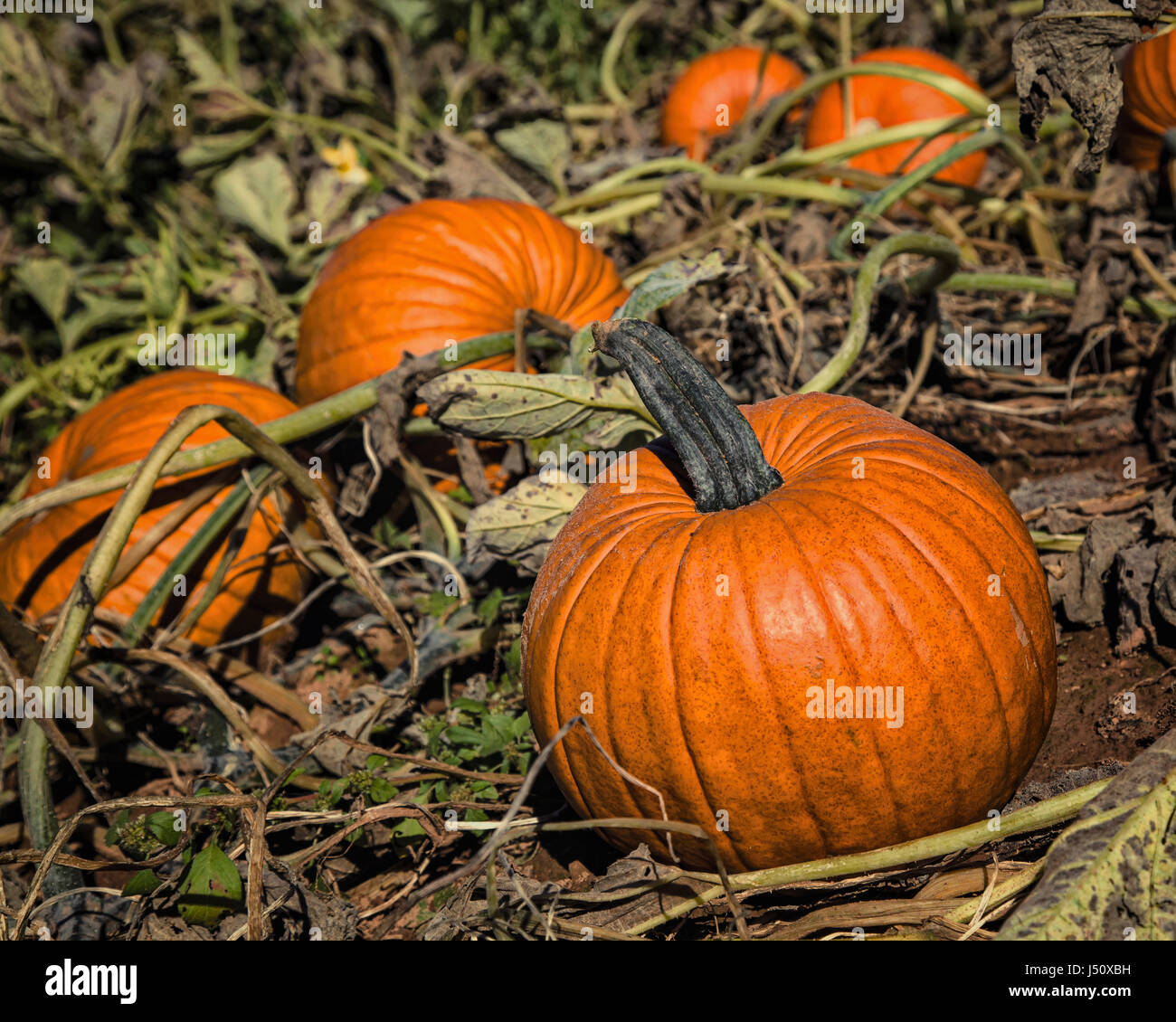 Pumpkins vines farm hi-res stock photography and images - Alamy