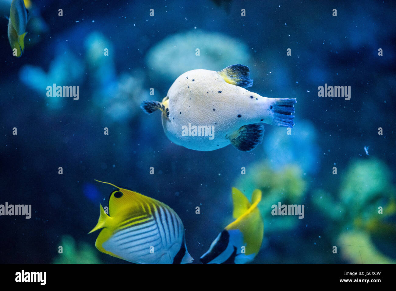 Colorful aquarium, showing different colorful fishes swimming Stock ...