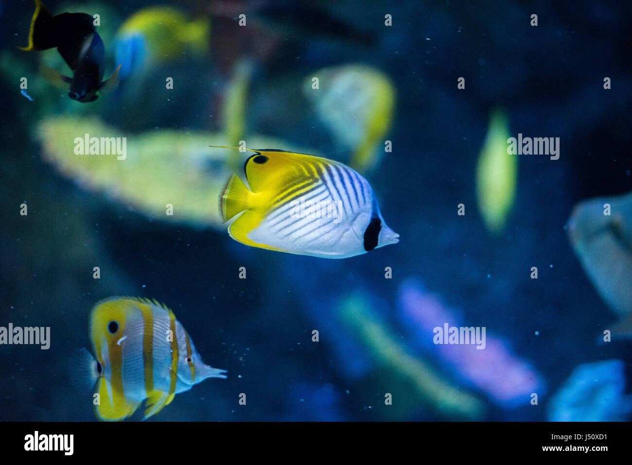 Colorful aquarium, showing different colorful fishes swimming Stock ...