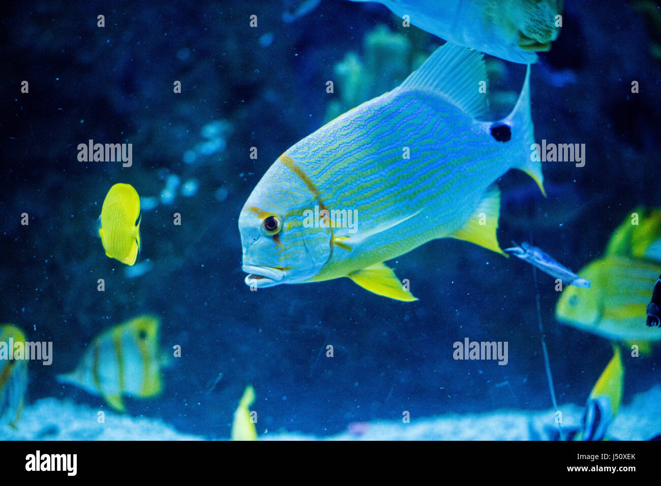 Colorful aquarium, showing different colorful fishes swimming Stock ...