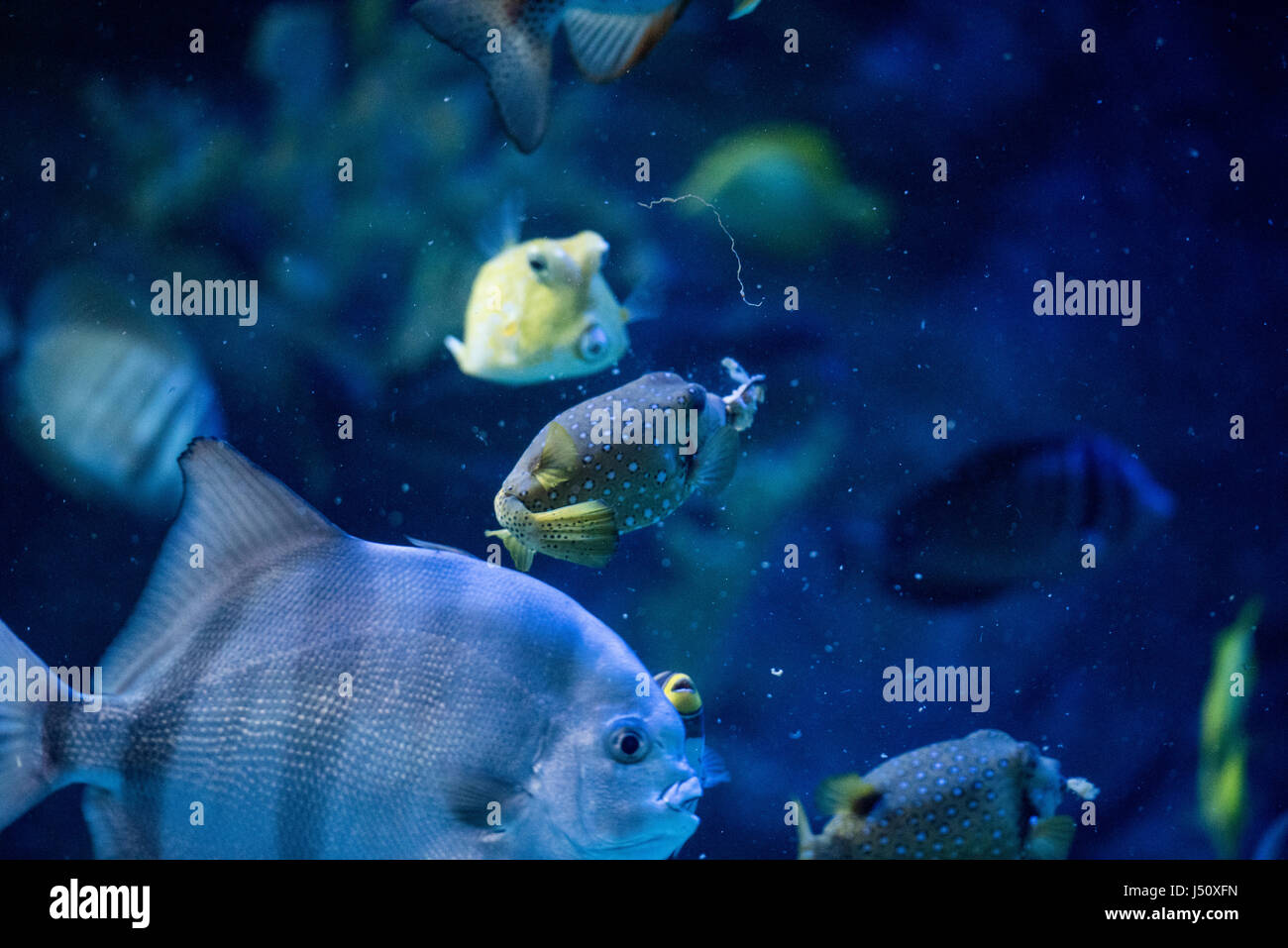 Colorful aquarium, showing different colorful fishes swimming Stock ...