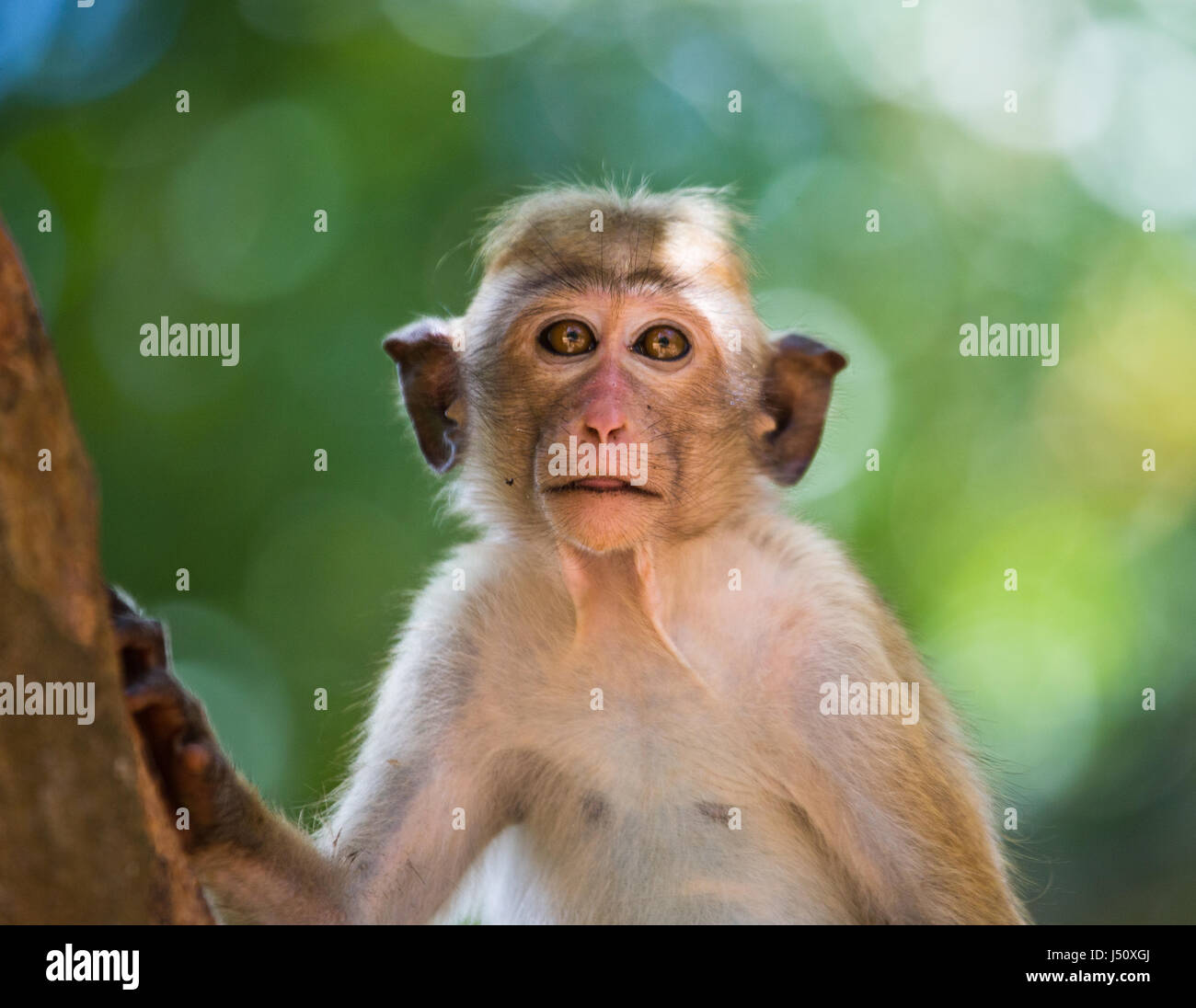 Monkey close up hi-res stock photography and images - Alamy