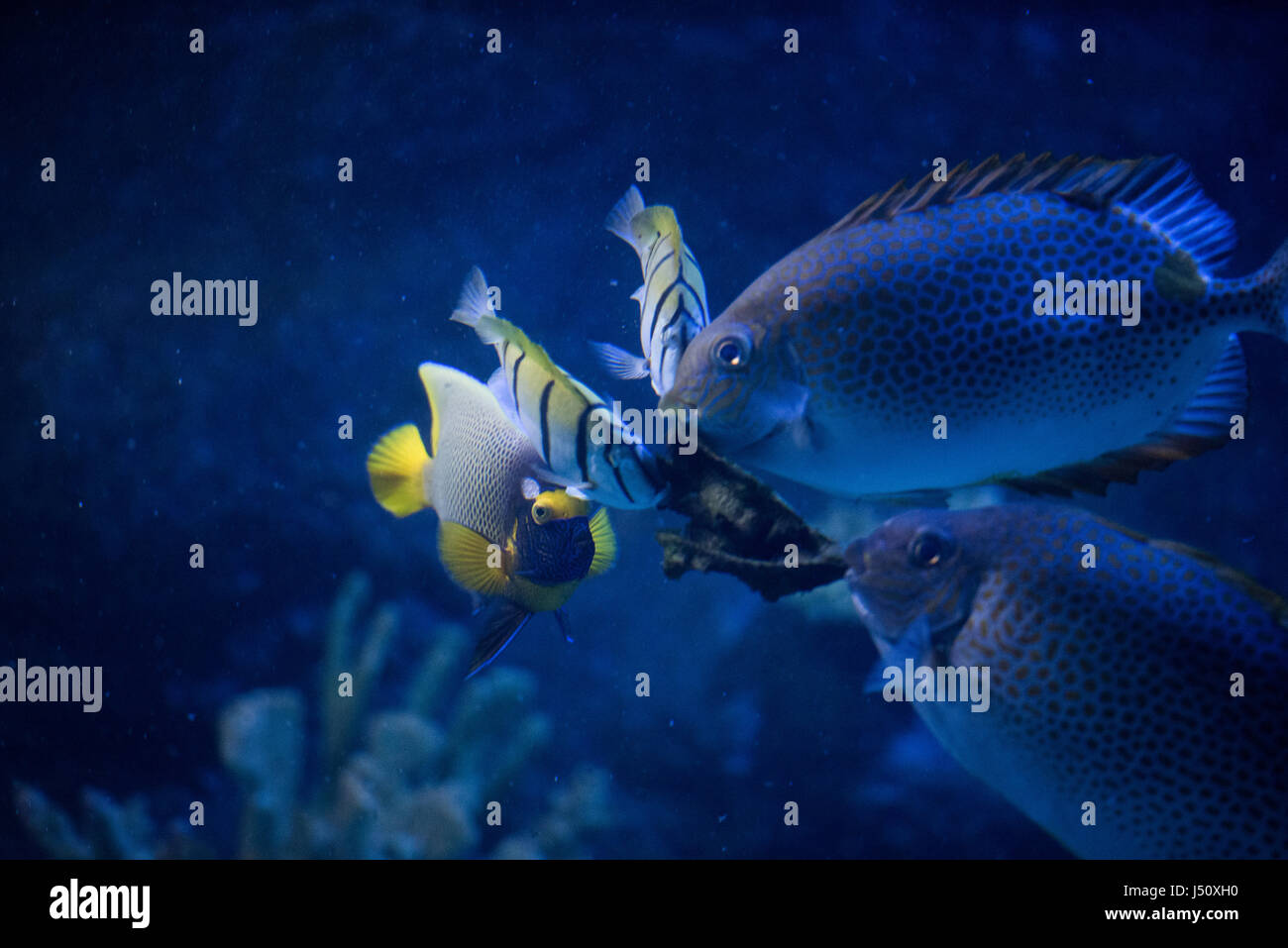 Colorful aquarium, showing different colorful fishes swimming Stock ...