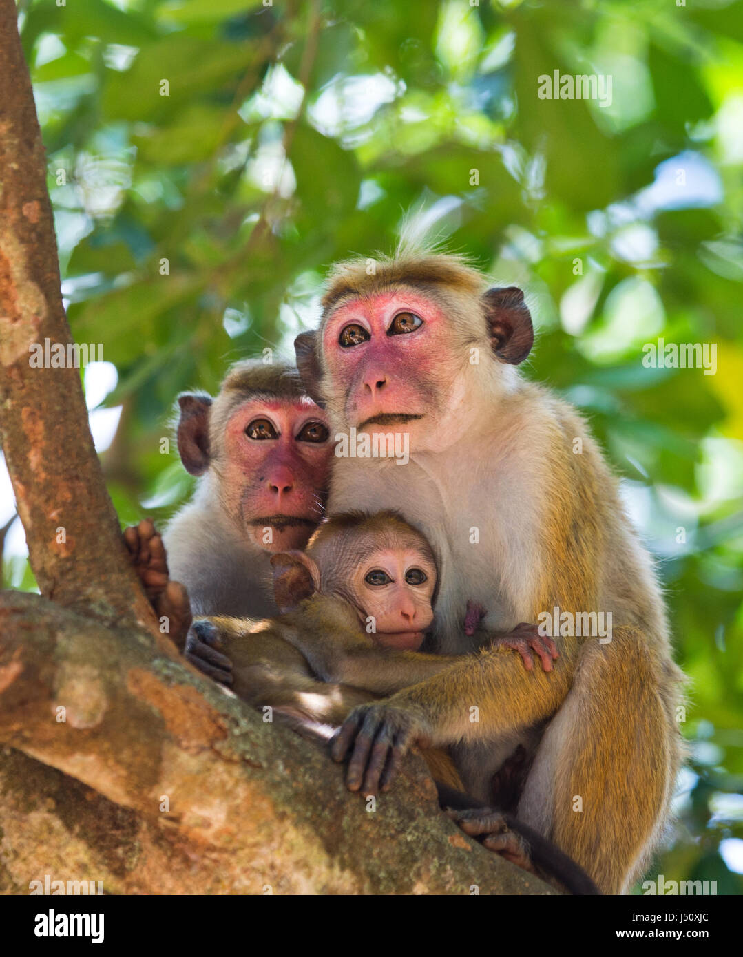 Andrey Gudkov Stock Photos & Images from Alamy