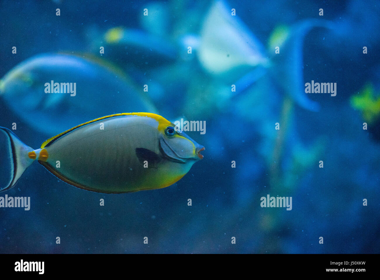 Colorful aquarium, showing different colorful fishes swimming Stock ...