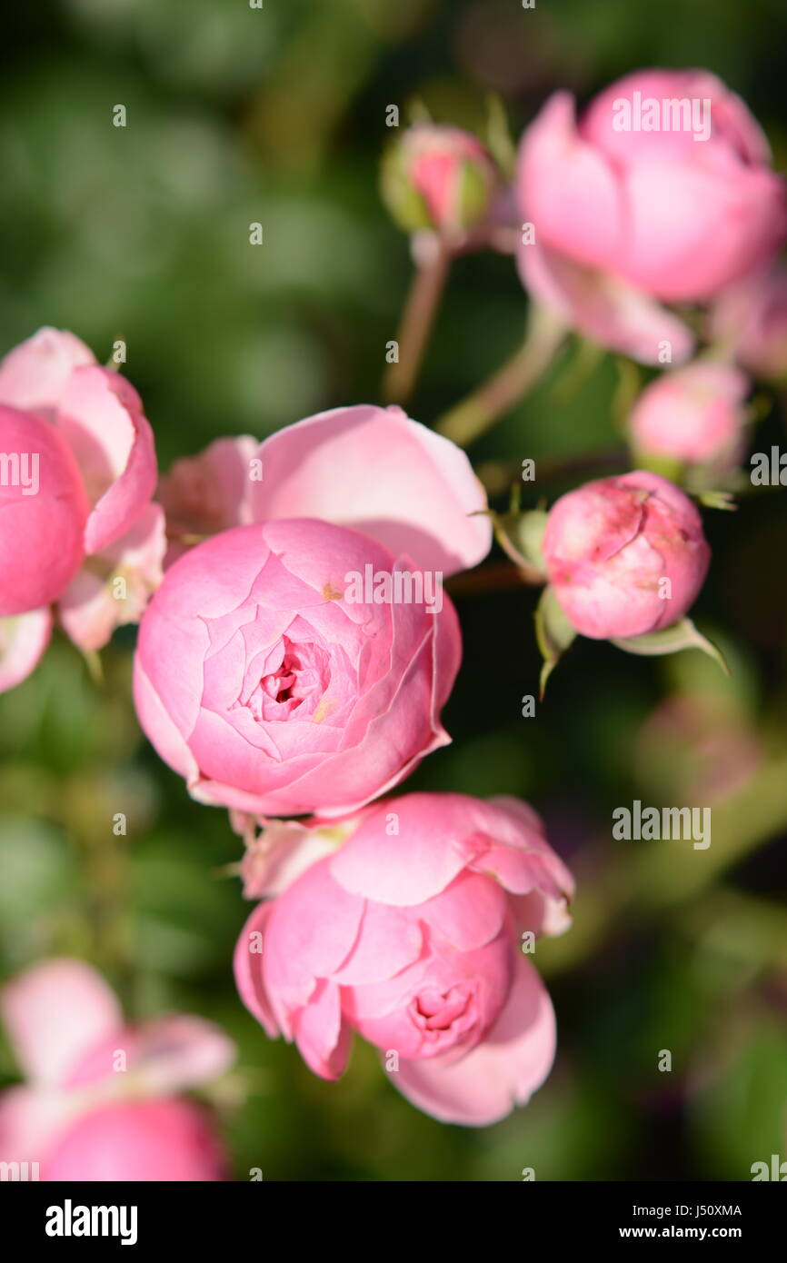 Rosa POMPONELLA Kordes rose Stock Photo - Alamy