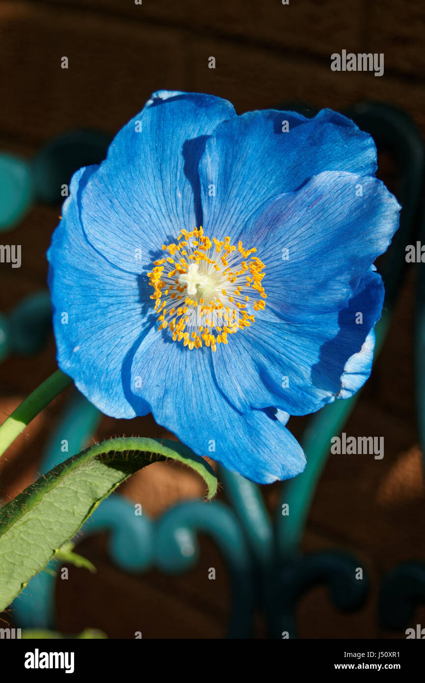 Himalayan blue poppy flower (Meconopsis) in garden Stock Photo - Alamy