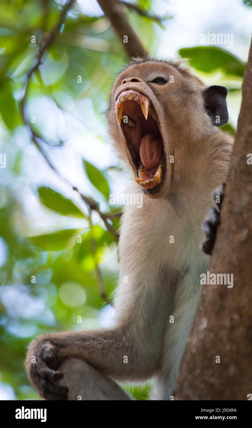 Monkey yawning mouth wide open. Sri Lanka Stock Photo - Alamy