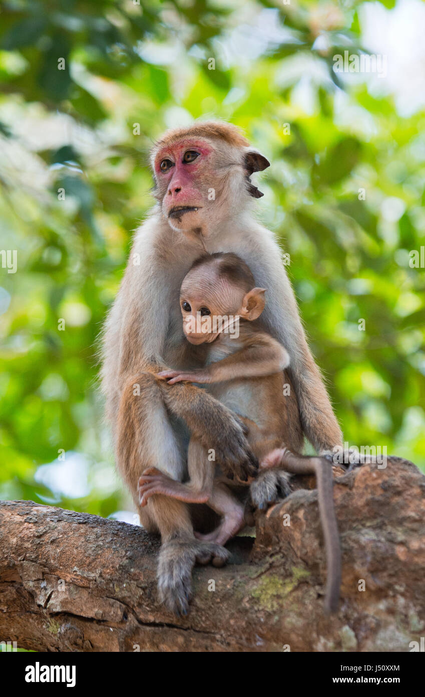 Monkey mother with a baby sits on a tree. Sri Lanka Stock Photo - Alamy