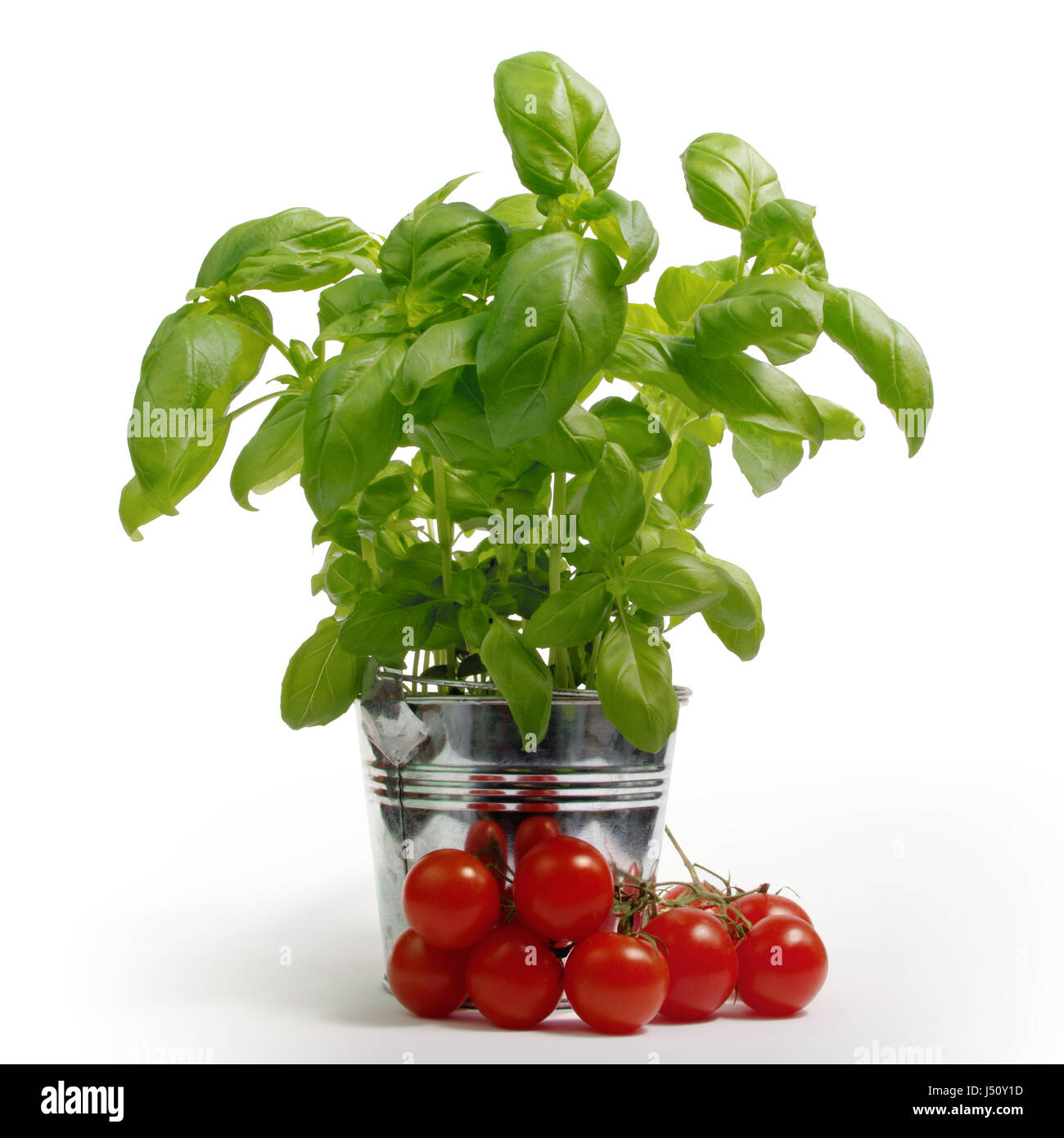 Green fresh basil in metal bucket with tomatoes Stock Photo - Alamy