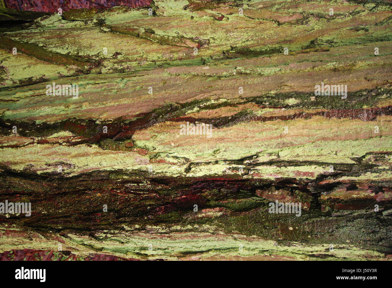 Colorful bark overgrown with moss, background Stock Photo - Alamy