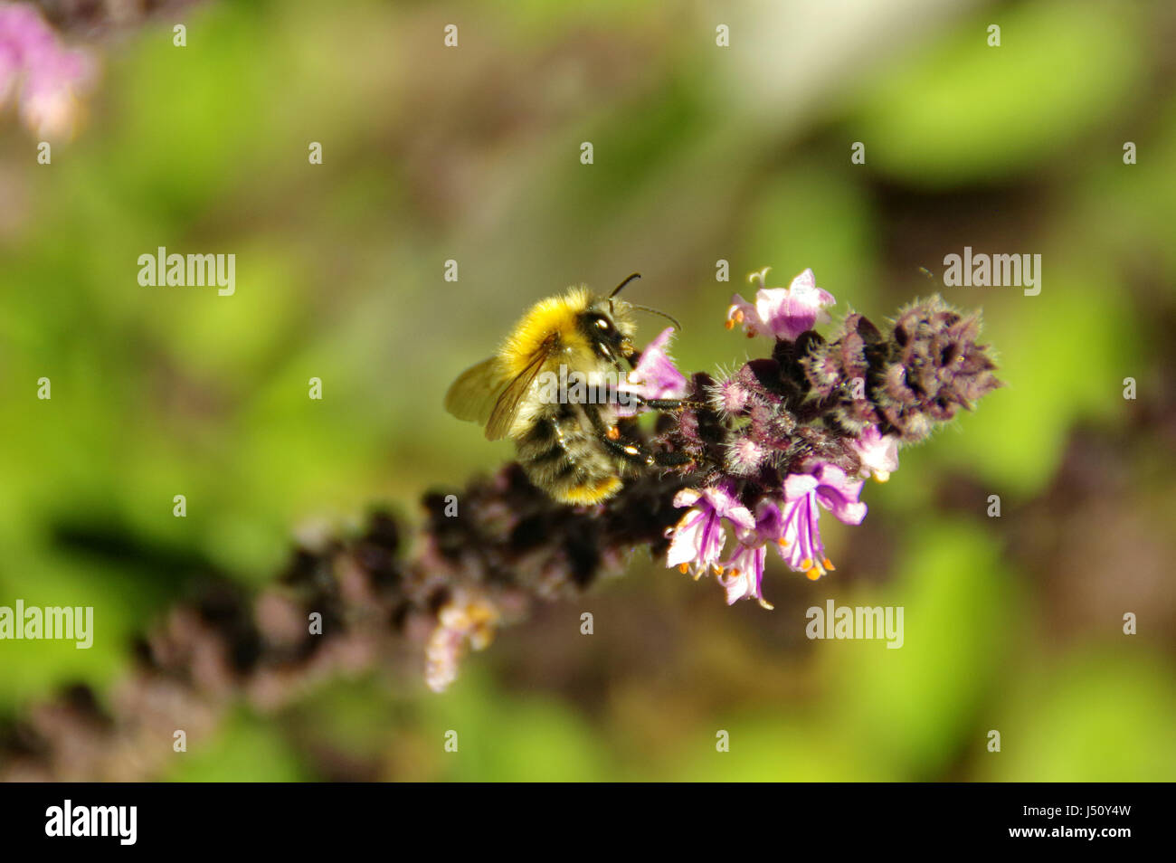 Working bee on a flower, green background Stock Photo - Alamy