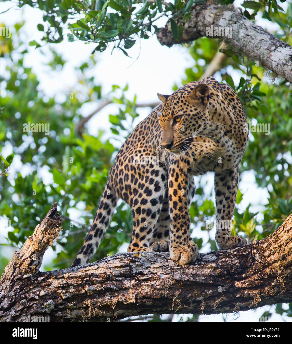 Leopard climbing on a tree High Resolution Stock Photography and Images ...
