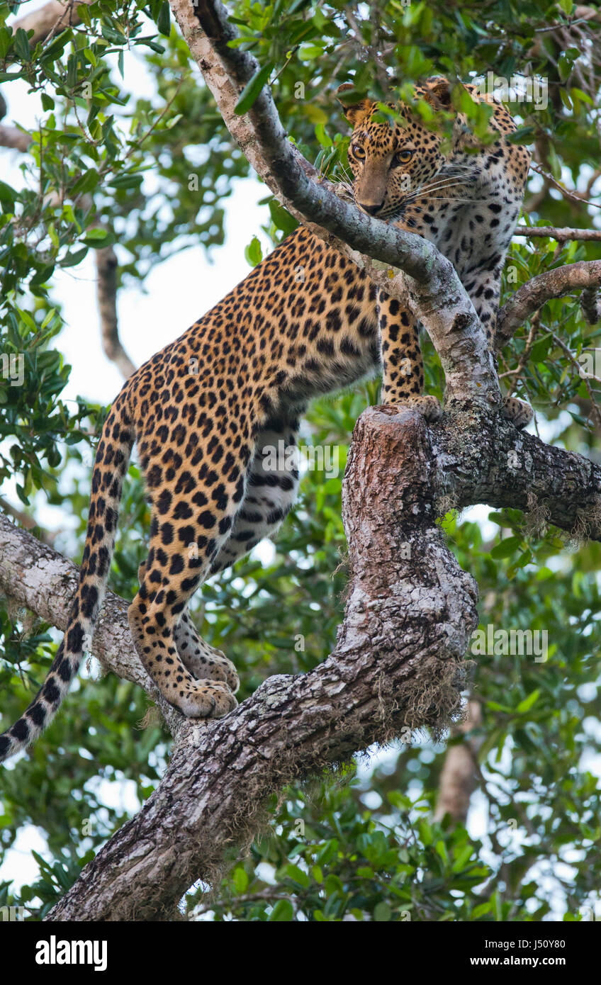 Leopard standing up hi-res stock photography and images - Alamy
